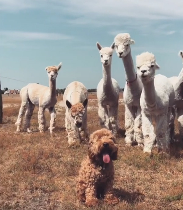 Alpacas & A Dog – Howzit Kohala